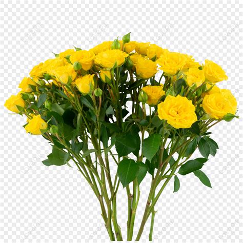 장미 꽃 노란색 잎 녹색 식물신선한 꽃초록 Png 일러스트 무료 다운로드 Lovepik