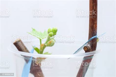 흰색 배경에 포도 나무의 꽃 모종 어린 포도의 성장은 유아반에서 나뭇잎을 떠난다 0명에 대한 스톡 사진 및 기타 이미지 0명
