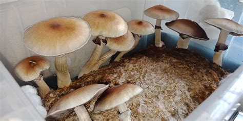 Actives Pf Classics Monotub Lid Offs Grow By The Window Natural