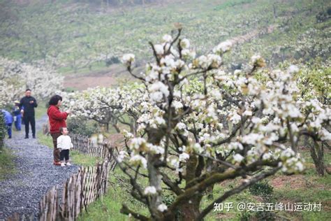 因为一片梨园，就住进了农村？五峰山·松月半岛，是多少都市人心中的乌托邦 知乎
