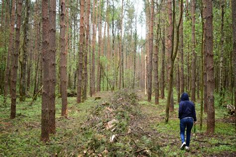 A Girl In A Pine Forest In A Clearing Cut Down Trees Felling The