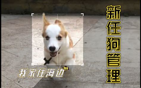 新任小区狗管理哔哩哔哩bilibili