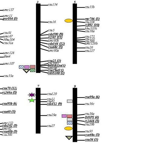 Genetic Linkage Map Of Maize Chromosomes 1 Through 10 With Short Arm