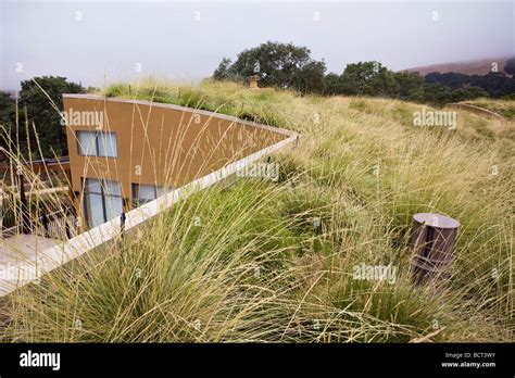 Grass Meadow Green Roof Garden With Atlas Fescue And Mediterranean