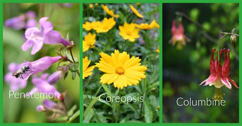 The American Hydrangea Society H Macrophylla Nightingale Or