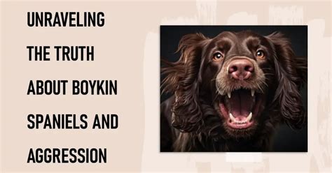 Boykin Spaniel Training