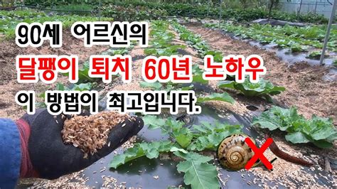 90세 어르신의 김장배추 김장무 달팽이 퇴치 노하우 이 방법이 최고입니다 Youtube