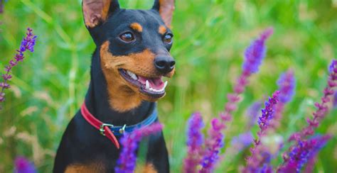 Miniature Pinscher Guide Lifespan Size And Characteristics