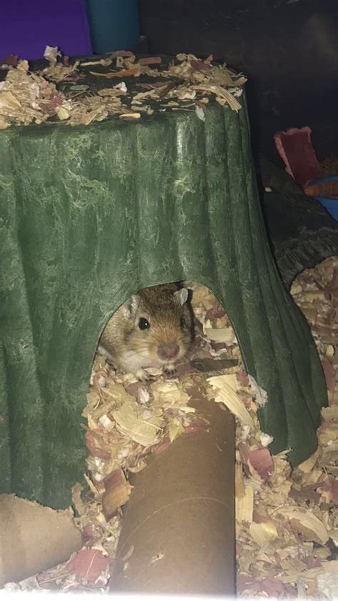 My Gerbil Named Bingo Rgerbil