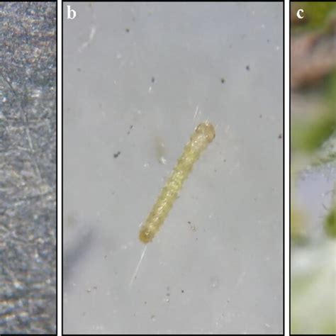 First Instar Larvae Of Diaphania Indica A On Black Surface B On