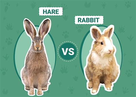 Hare Vs Rabbit The Differences With Pictures Pangovet