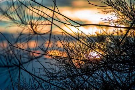 Pine Branch Silhouette Stock Photos Images And Backgrounds For Free