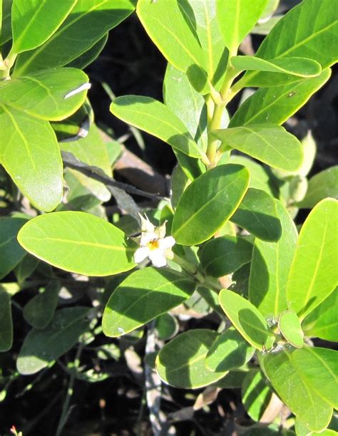 Mapping Black Mangroves Along The Gulf Msc Researchers Receive Grant To Grow Coastal Resilience