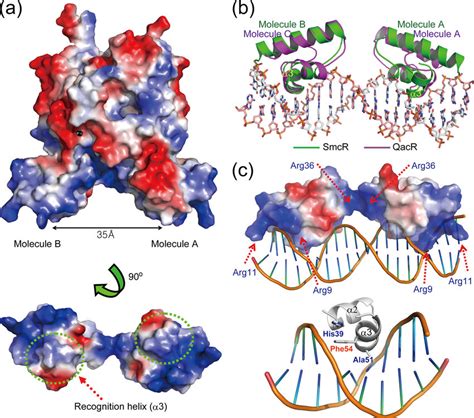Dna Binding Domain And Dna Recognition Of Smcr A Electrostatic Download Scientific Diagram