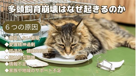 悲しい多頭飼育崩壊はなぜ起きるのか？原因はコレにありました。 猫ねこ猫bridge子猫猫ブリッジcat譲渡会 Youtube
