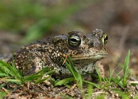 Natterjack Toadlets Welcomed Home To The Kingdom Ifa Countryside