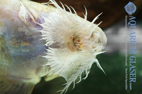 Loricaria Luciae Aquarium Glaser Gmbh