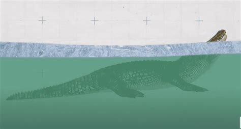 Alligators Freeze Themselves To Survive Cold Snap In North Carolina And