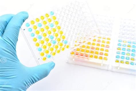 Enzyme Linked Immunosorbent Assay Or Elisa Plate Stock Image Image Of