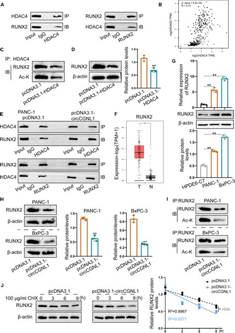 Role Of A Novel Circrna Cgnl1 In Regulating Pancreatic Cancer