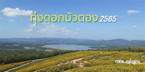 บานแล้ว ทุ่งดอกบัวตอง 2565 กฟผ แม่เมาะ ลำปาง ถ่ายรูปสวย