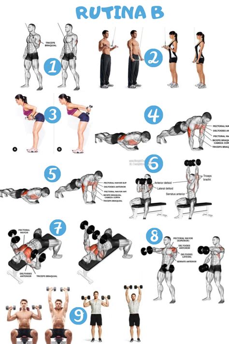 Rutina De Ejercicios Que Incluye Las áreas Del Triceps Pecho Y Hombros