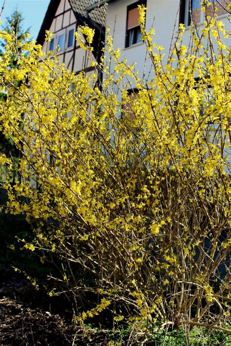 Garten Forsythie Goldglöckchen Garten Wissen