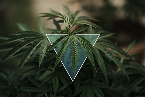 The Science Behind Cannabis And Homeostasis RQS Blog