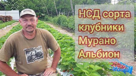 Обзор сортов клубники НСД Мурано Альбион - YouTube