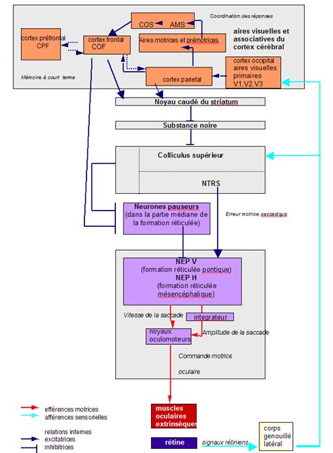 Production Et Contrôle Des Saccades Oculaires — Site Des Ressources D