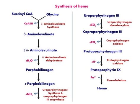 Heme Metabolism Muhammad Mustansar