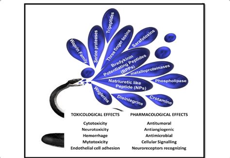 Different Types Of Venom Peptides Present In Venom Their Download