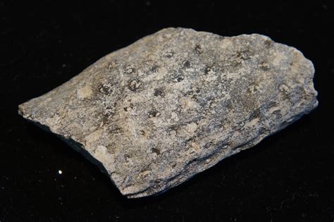 Lepidodendron Virtual Museum Of Geology