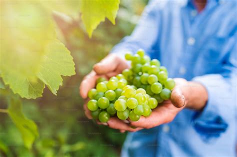 잘 익은 청포도 다발을 손에 들고 있는 파란색 셔츠를 입은 알아볼 수 없는 노인의 손 사진 Unsplash의 건강한 라이프스타일 이미지