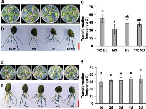 The Effect Of Inoculation Co Cultivation Medium And Germination Time