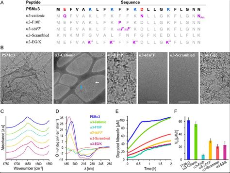 Structural Features And Catalytic Activities Of Psmα3 Variants A