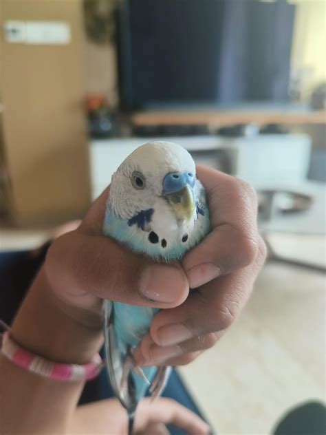 Budgie Nose Rbudgies