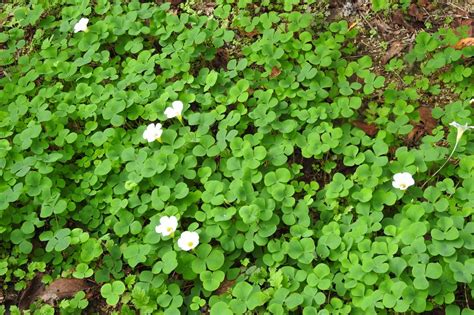 オキザリス白 里山森のガデン