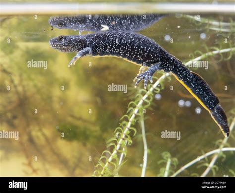 Great Crested Newt Also Known As The Northern Crested Newt Or Warty