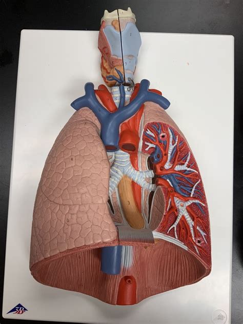 Lab Ex 10 Respiratory Organ System Model Diagram Quizlet