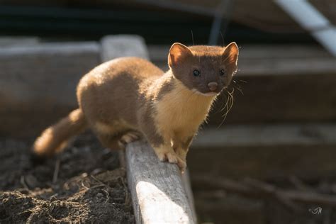 Mustela Frenata