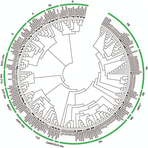 Phylogenetic Analysis Of Mads Box Proteins In Brachypodium Rice And
