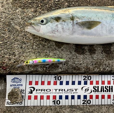 ㊗️初メジロ！ 大阪府 貝塚 ショアジギング メジロ・ワラサ 陸っぱり 釣り・魚釣り 釣果情報サイト カンパリ