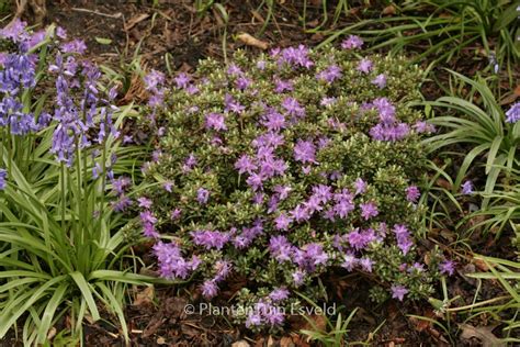 Rhododendron Impeditum Esveld Shop