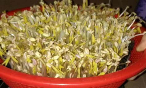 豆芽在家也能动手制作，几天就能收一大盆，以后吃豆芽都不用买了