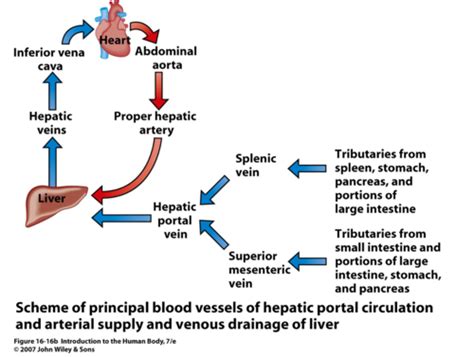 15 Liver Physiology Flashcards Quizlet