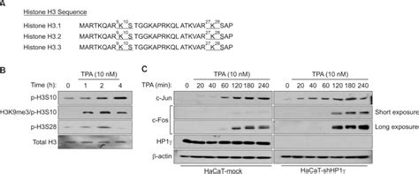 Hp1γ Exerts Inhibitory Effects On Tpa Induced C Jun And C Fos Download Scientific Diagram
