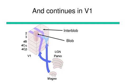 Vision III Cortical Mechanisms Of Vision Ppt Download