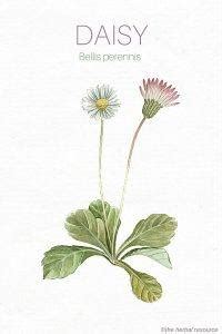 Daisy Herb Uses, Health Benefits and Side Effects