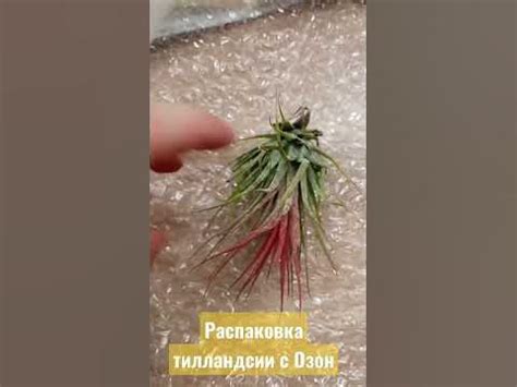 Заказала растение на Озон. Распаковка #тилландсия #растения #озон - YouTube